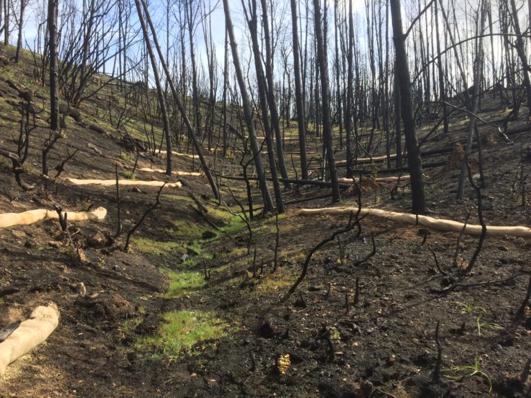 Fire Mitigation and Post-Fire Recovery | Sonoma Resource Conservation ...
