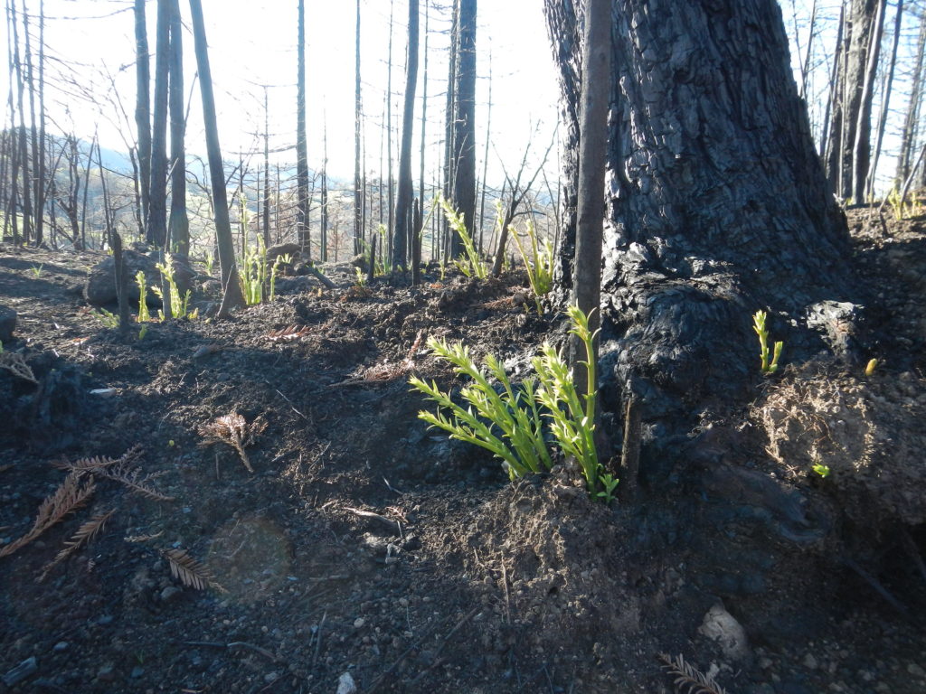 Fire Mitigation and Post-Fire Recovery | Sonoma Resource Conservation ...